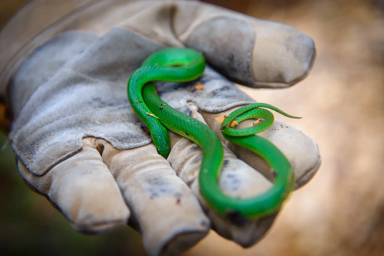 Smooth Green Snake: Why Protecting and Maintaining Critical Habitat in ...