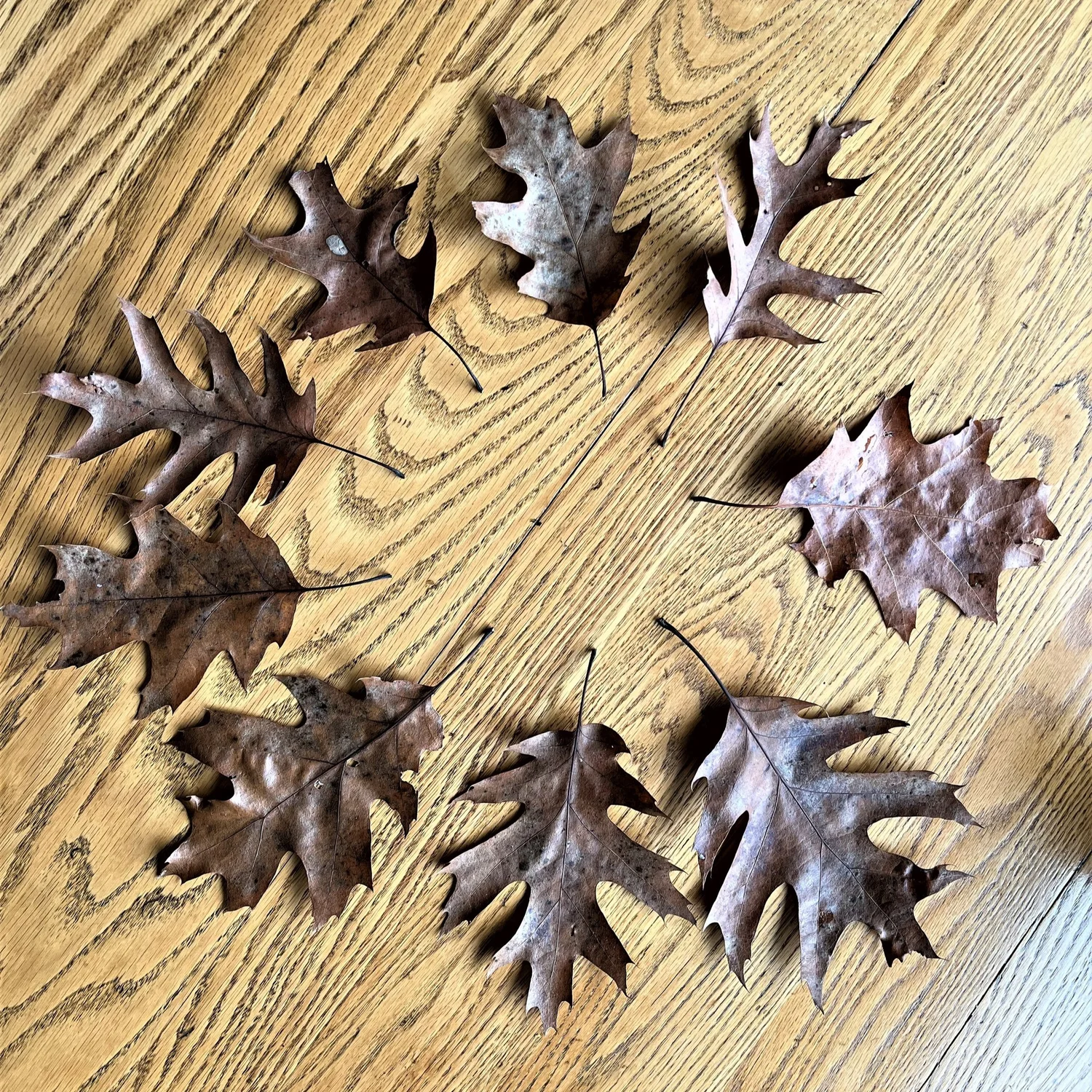 Nature Notes: Variation in Nature — Chocorua Lake Conservancy