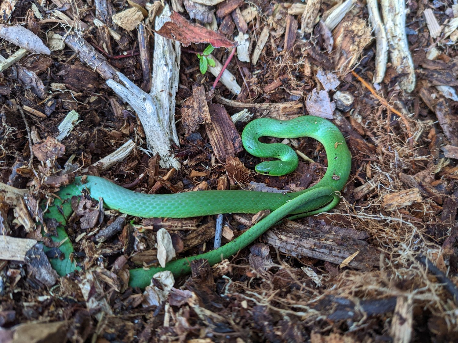 Smooth Green Snake: Why Protecting and Maintaining Critical Habitat in ...