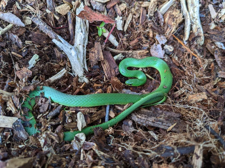 Smooth Green Snake: Why Protecting and Maintaining Critical Habitat in ...