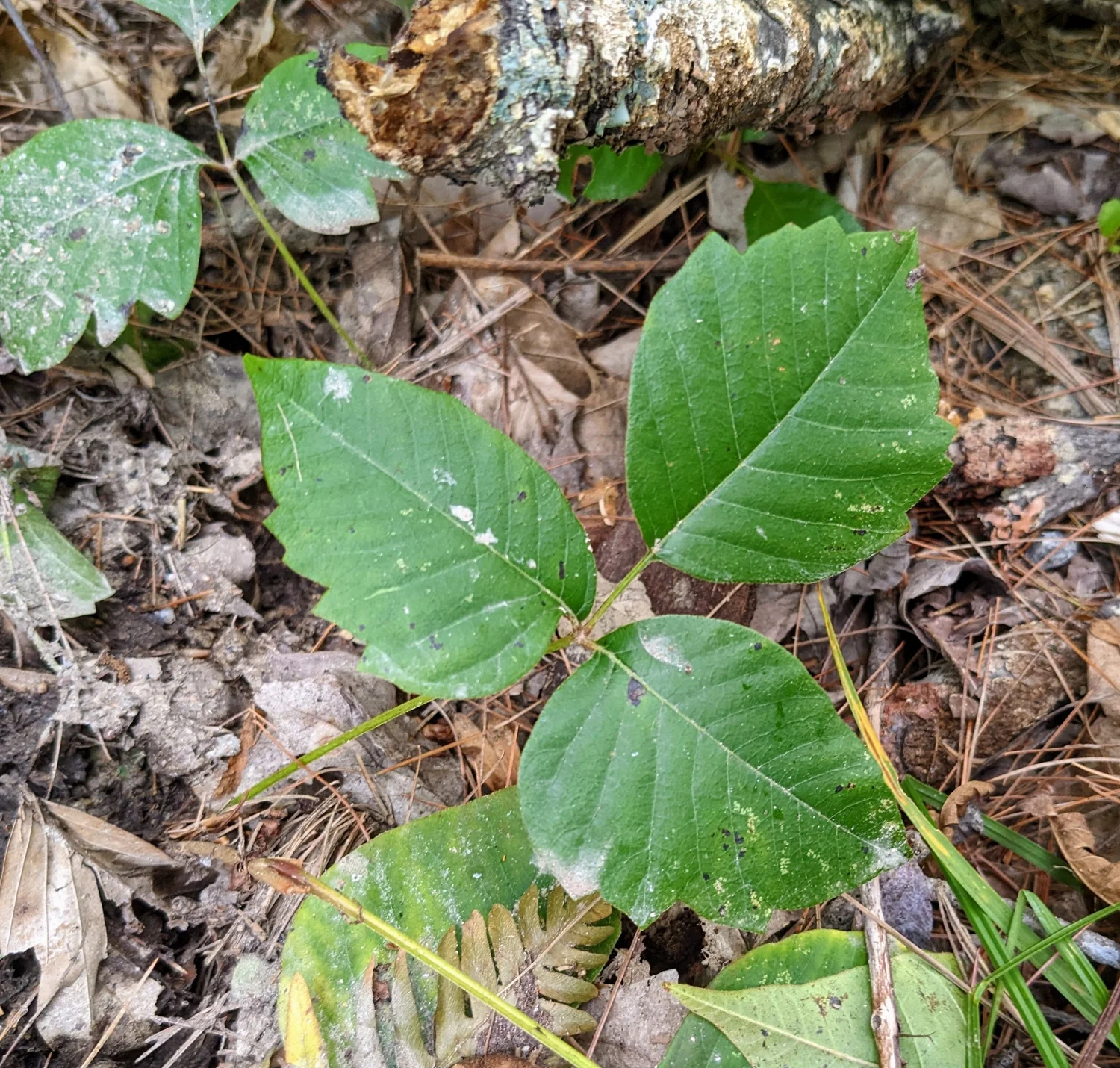 The Many Identities of Poison Ivy — Chocorua Lake Conservancy