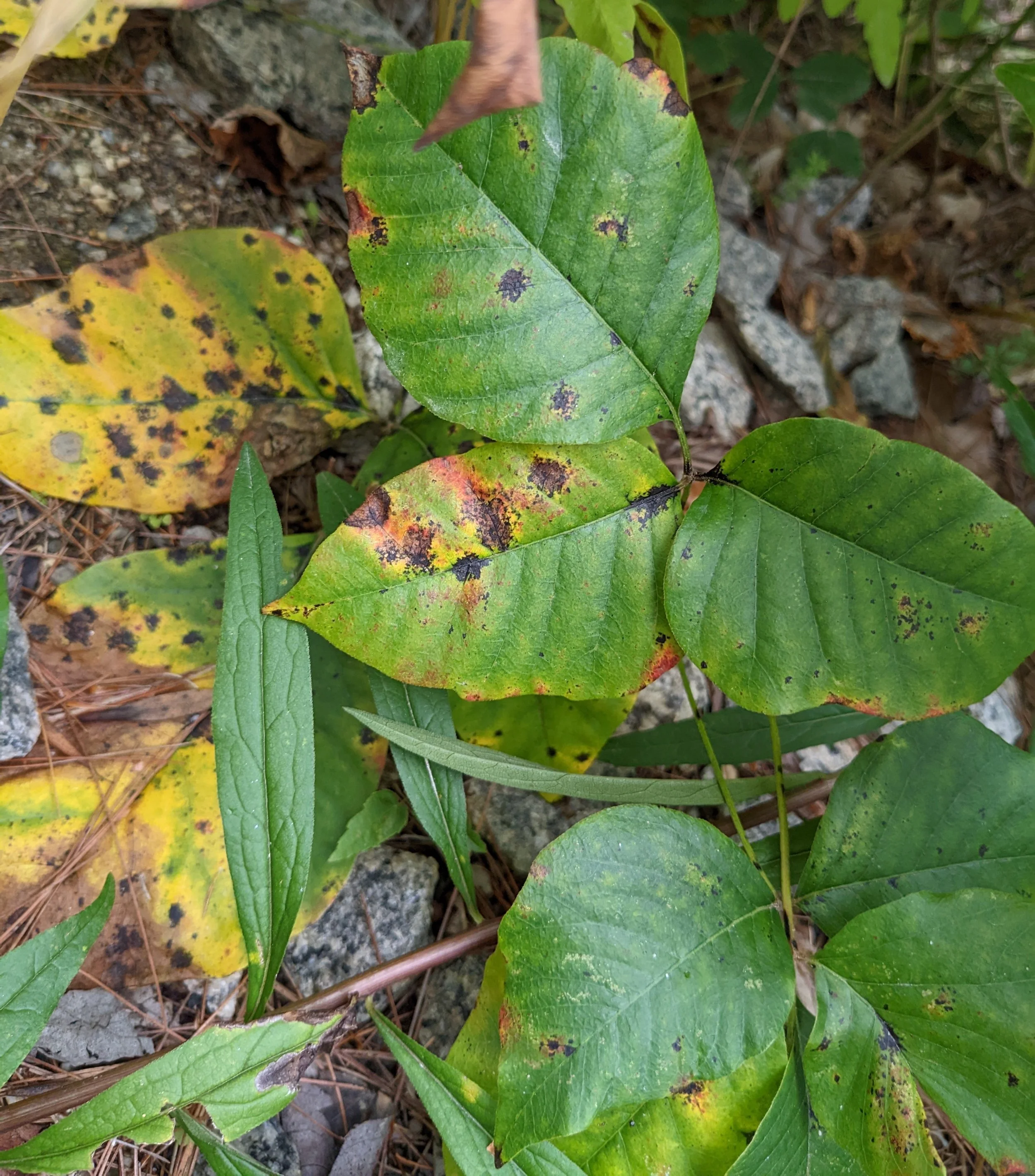 The Many Identities of Poison Ivy — Chocorua Lake Conservancy