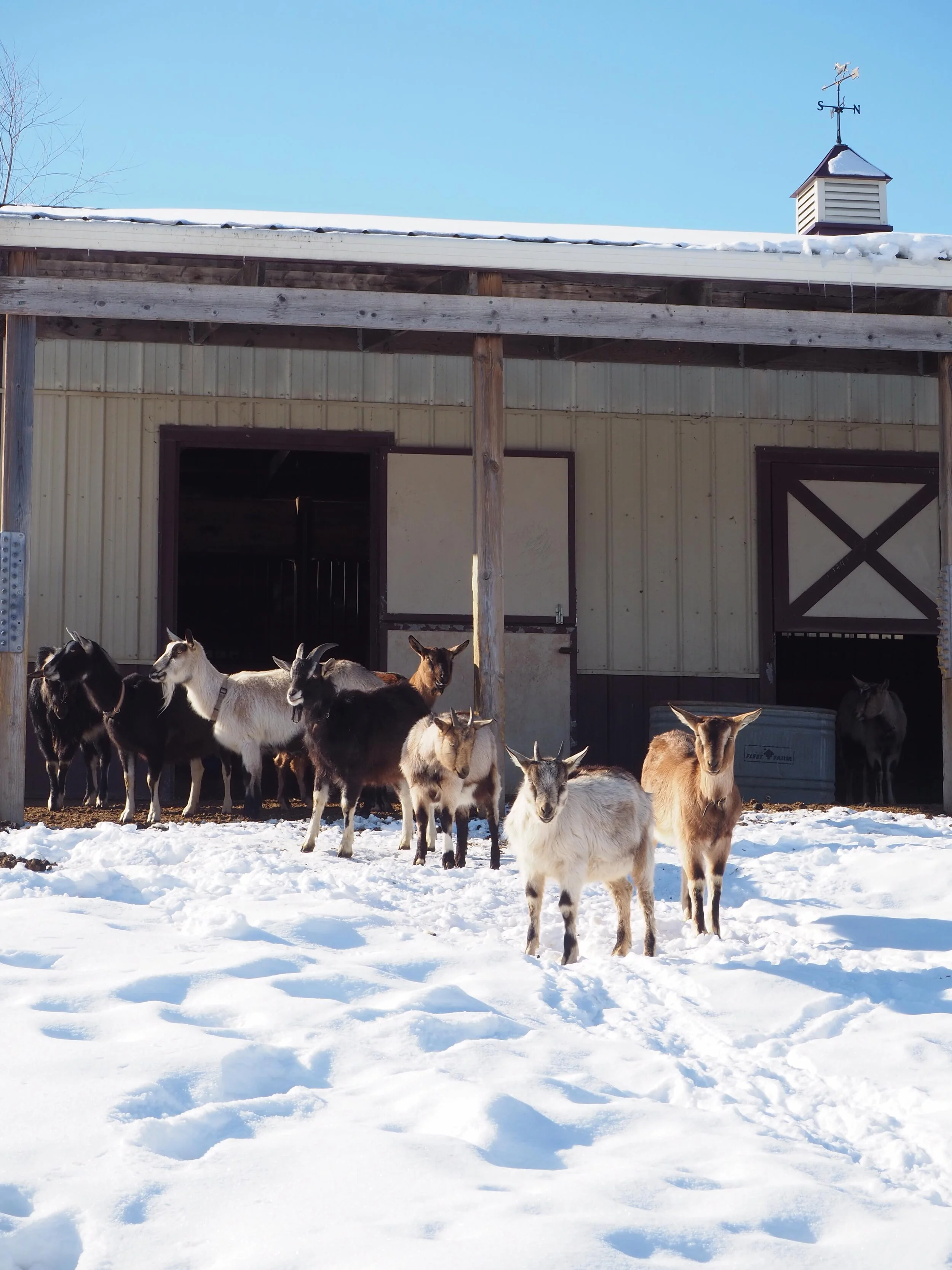 Here come the girl scouts — Rapha Farms