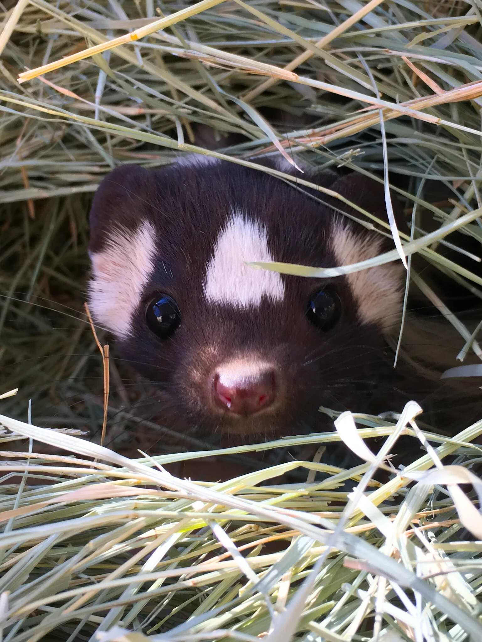 Giving Tuesday — Wildlife for Tomorrow
