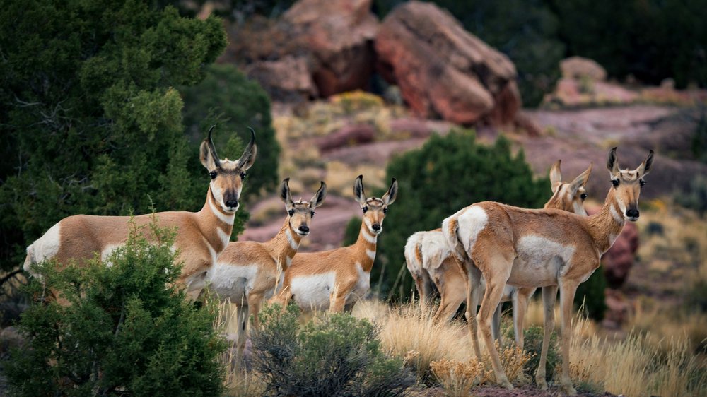 Arizona Outdoor Hall of Fame — Wildlife for Tomorrow