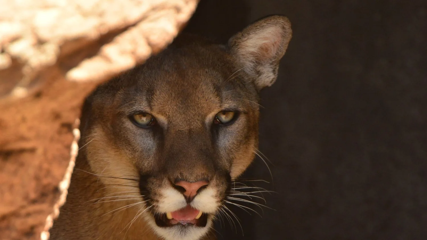820 Club — Wildlife for Tomorrow
