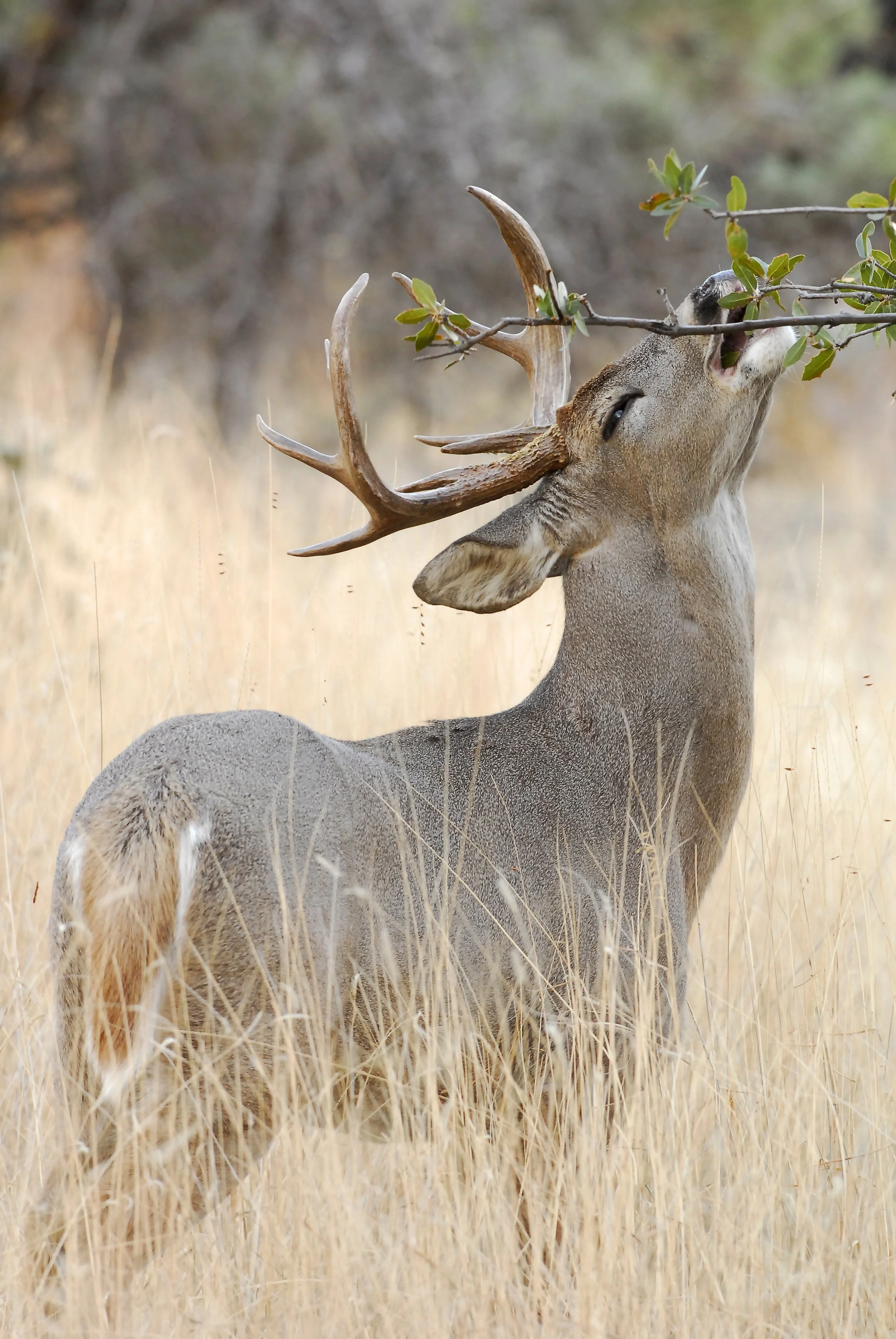 Arizona Outdoor Hall of Fame — Wildlife for Tomorrow