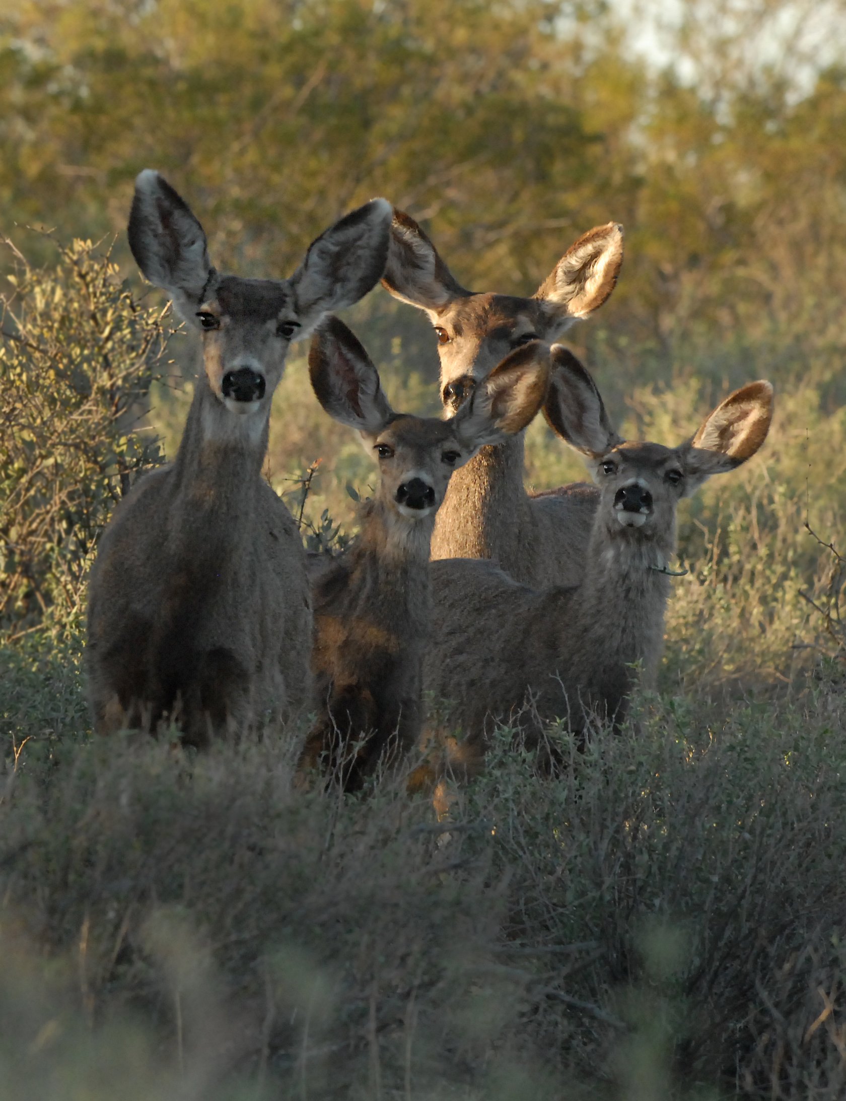 Wildlife for Tomorrow