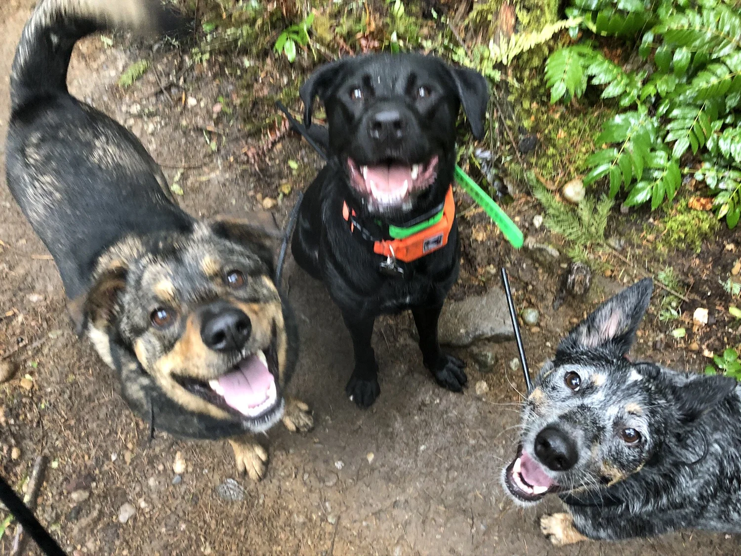 Galbraith Trail Hounds