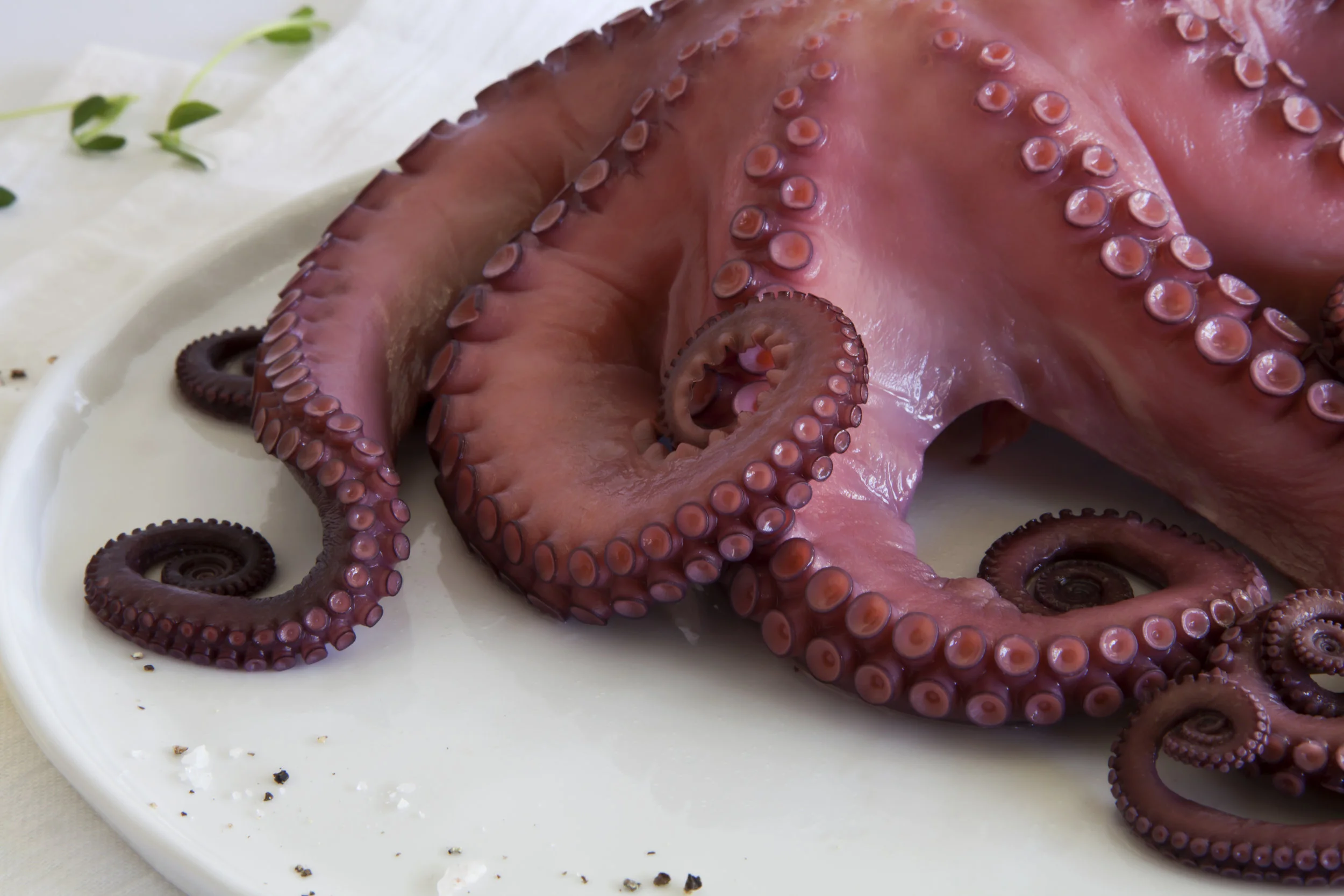 Frozen Octopus — Sea Delight