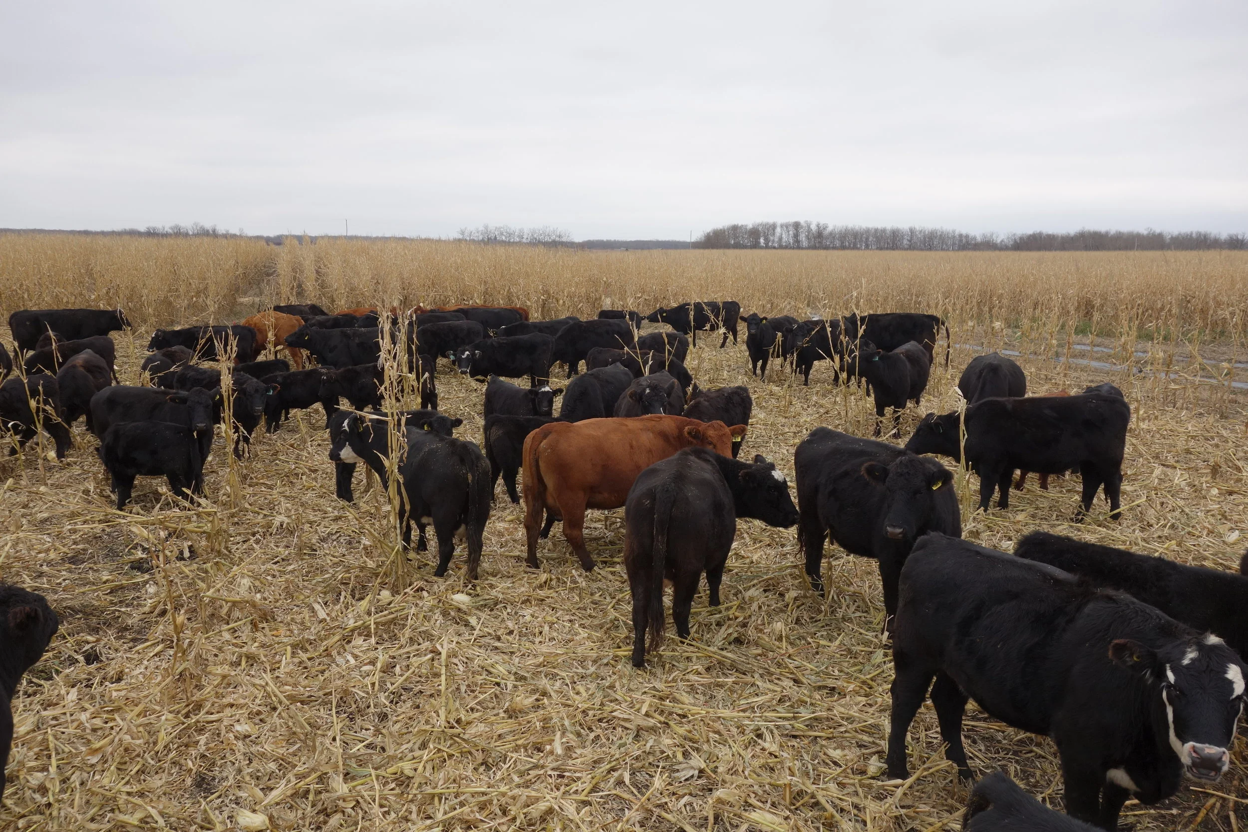 Manitoba Forage & Grassland Association-About - Manitoba Beef & Forage ...