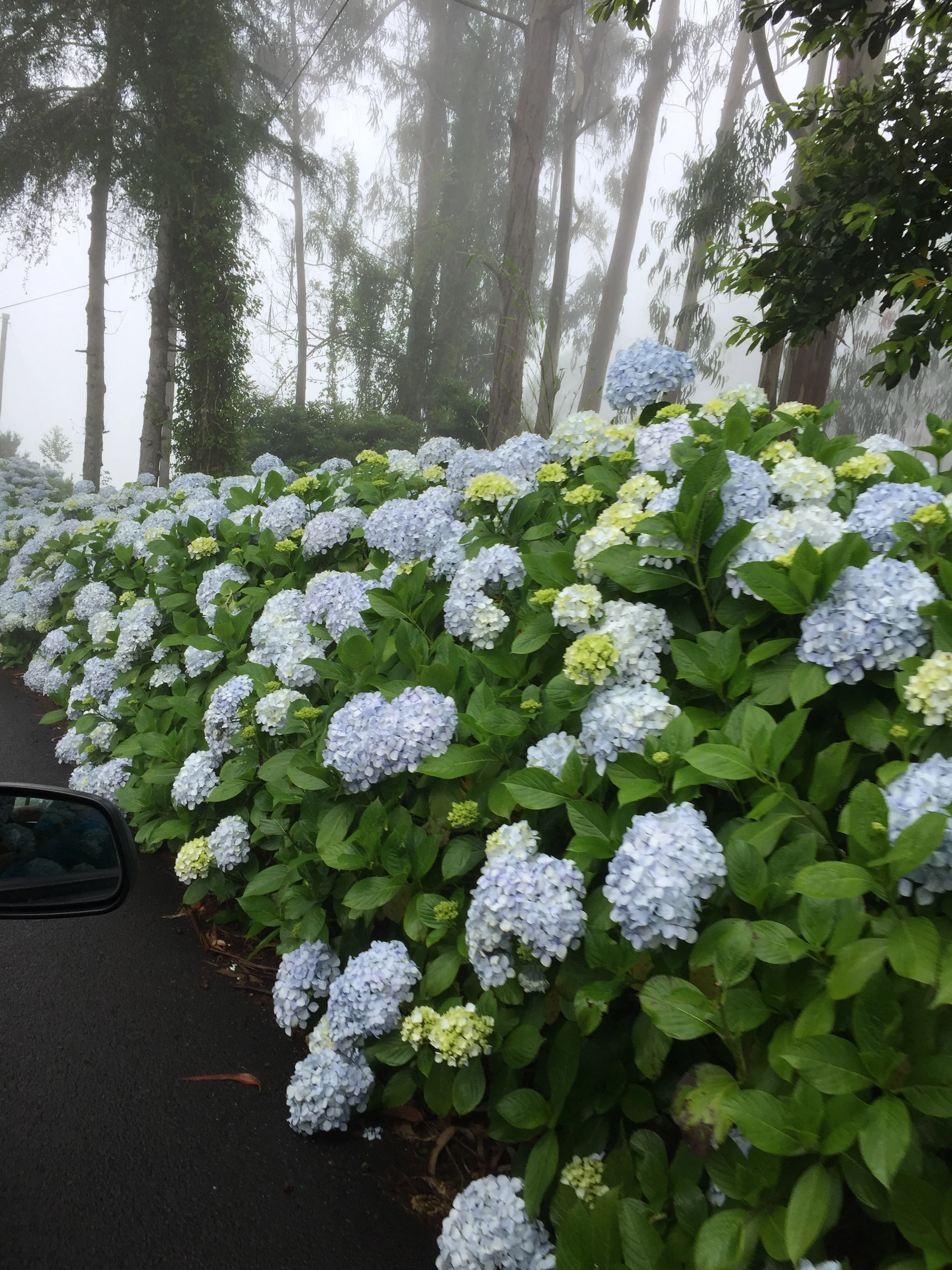 Madeira, paradise island — Places of Charm