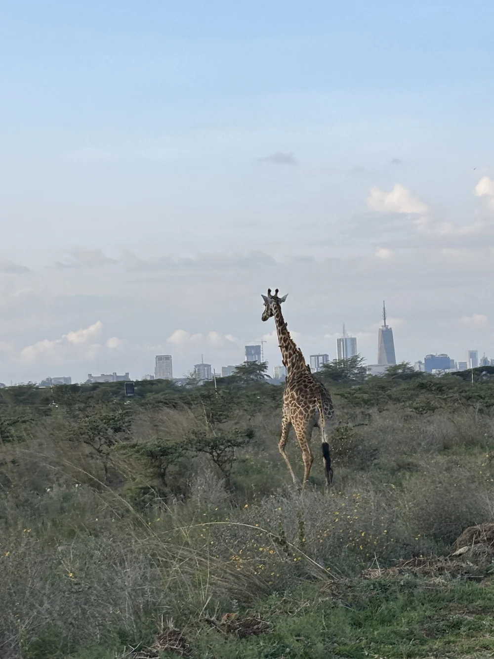 48 hours in Nairobi: what to do and what to see — Places of Charm