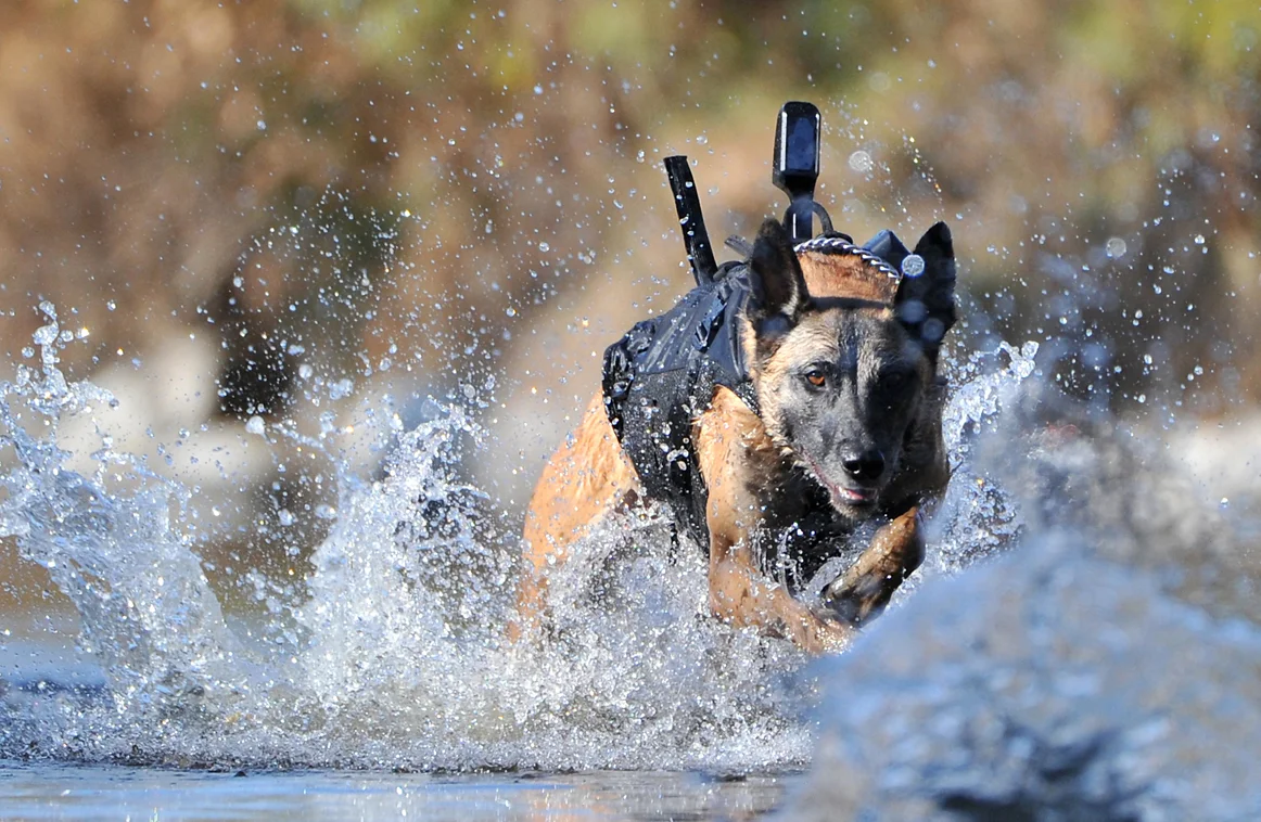 PROK9 — Pro K9 Dog Training and Professional Drug & Detection Services ...