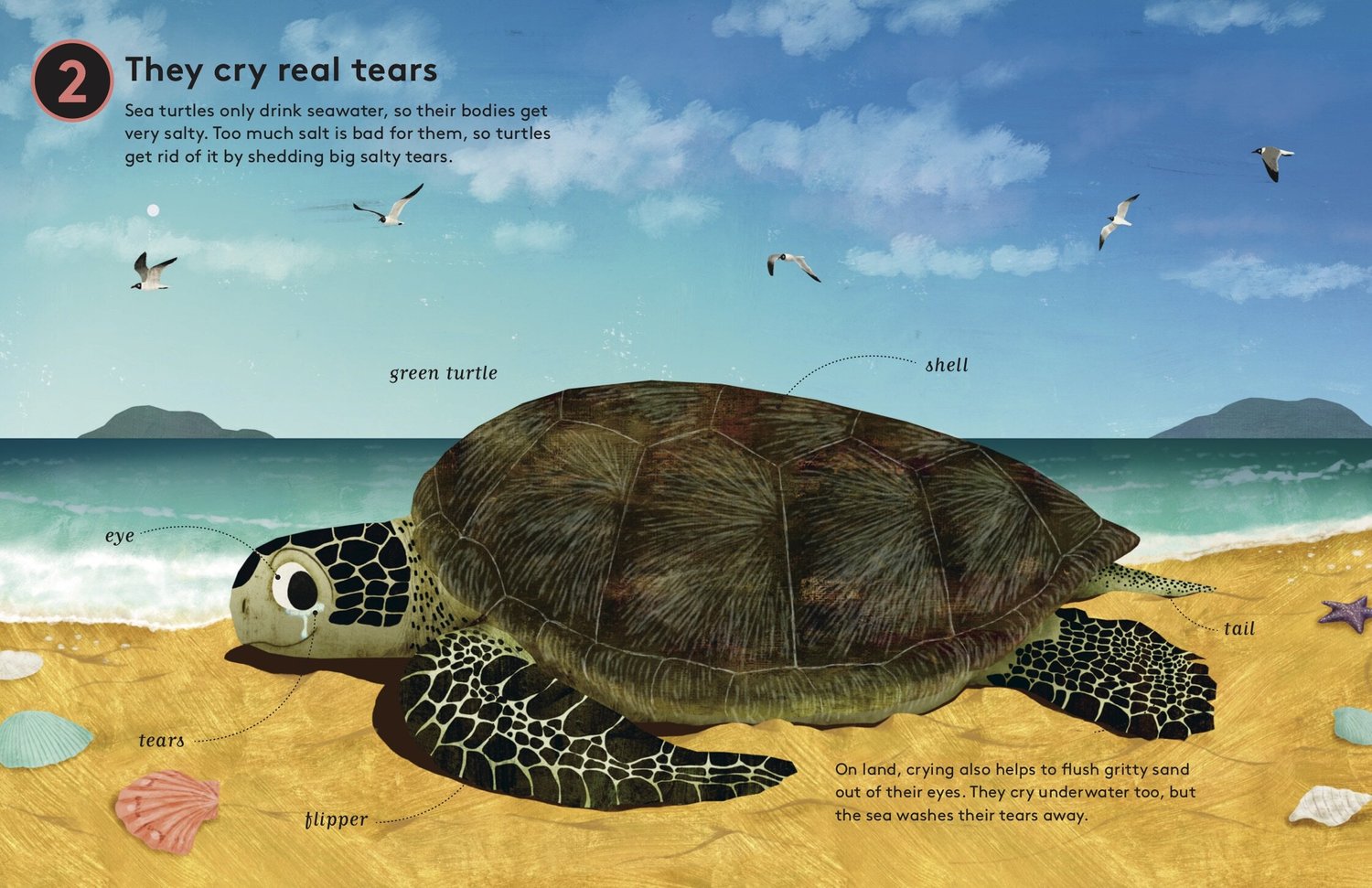 10 Reasons to Love a Turtle — Catherine Barr Books