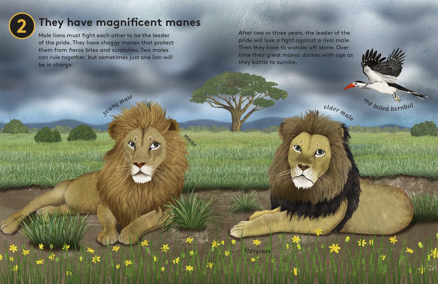 10 Reasons to Love a Lion — Catherine Barr Books
