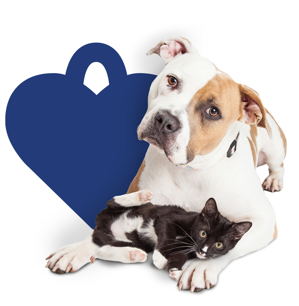 Adoptable Friends NFP | Pet Adoption | Foster