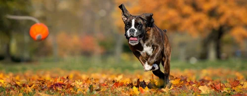 History — US Boxer Association