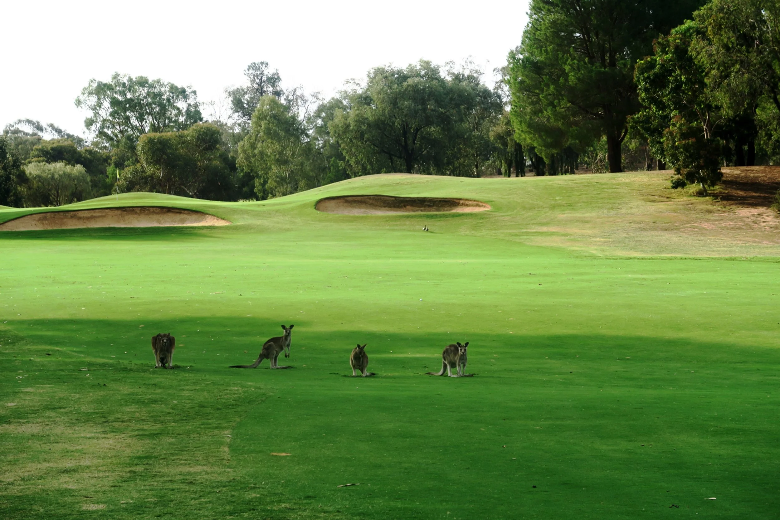 EXPLORE MULWALA — MULWALA RESORT