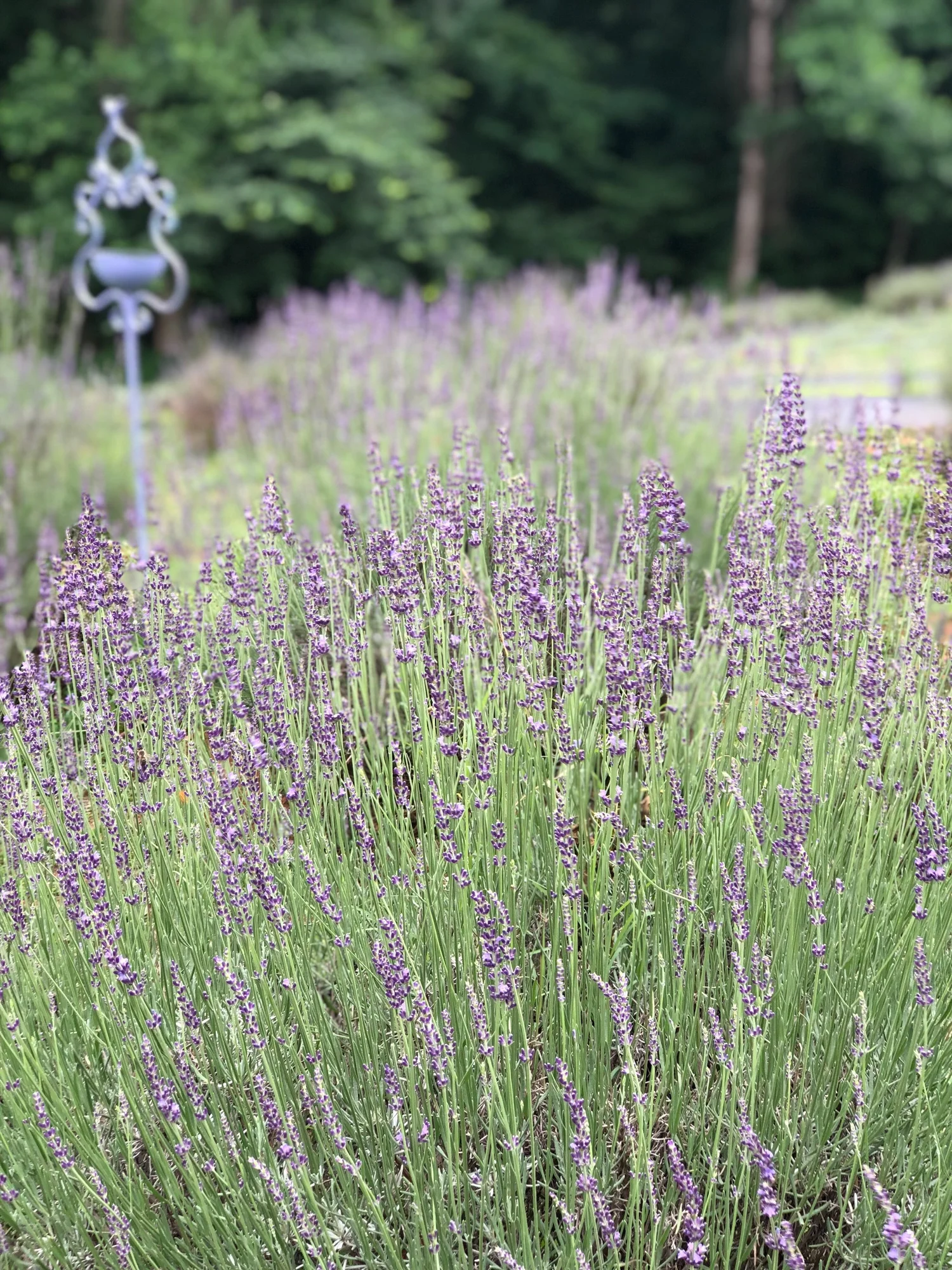 A Beginner's Guide To Growing Beautiful, Healthy Lavender