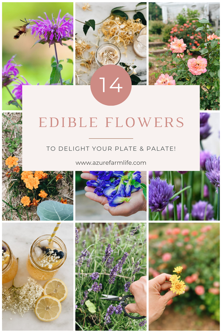 List of Different Flowers and Edible Purple Flowers with Pictures