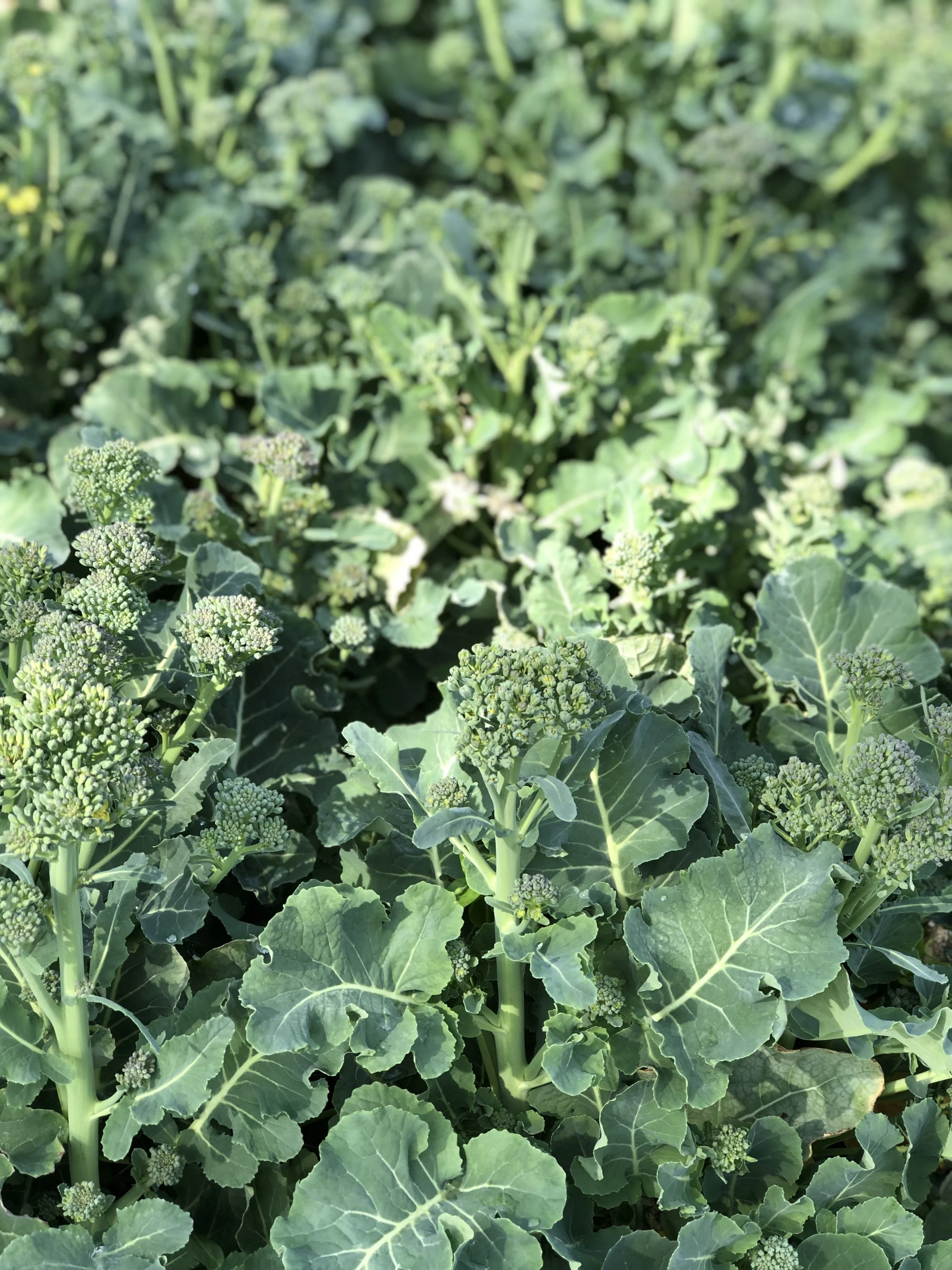 Understand when to Harvest Broccoli and How To Grow It Easily. - Azure Farm