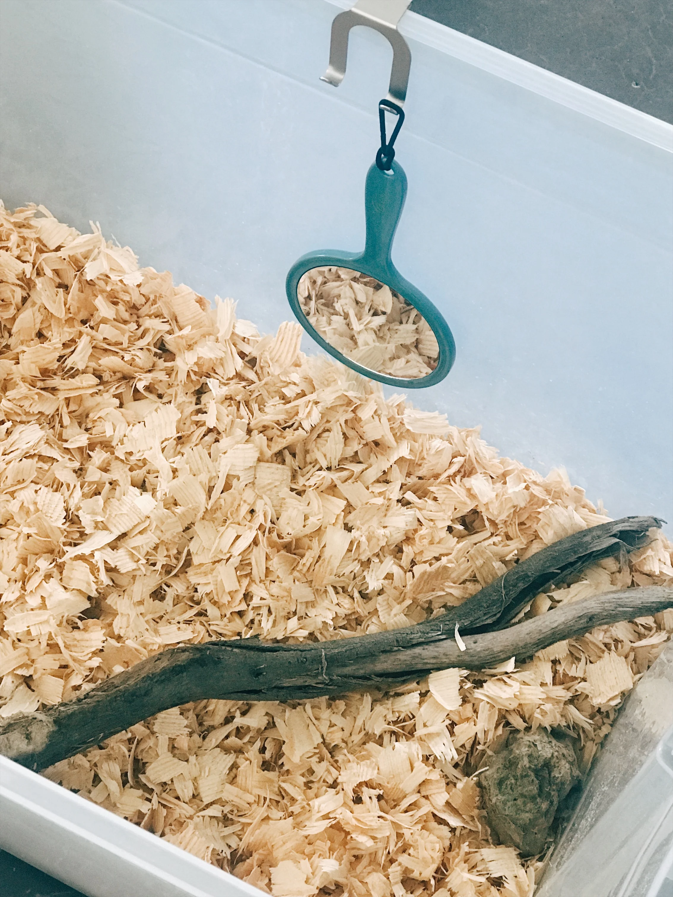 Beginners Guide to Raising Baby Chicks - Azure Farm