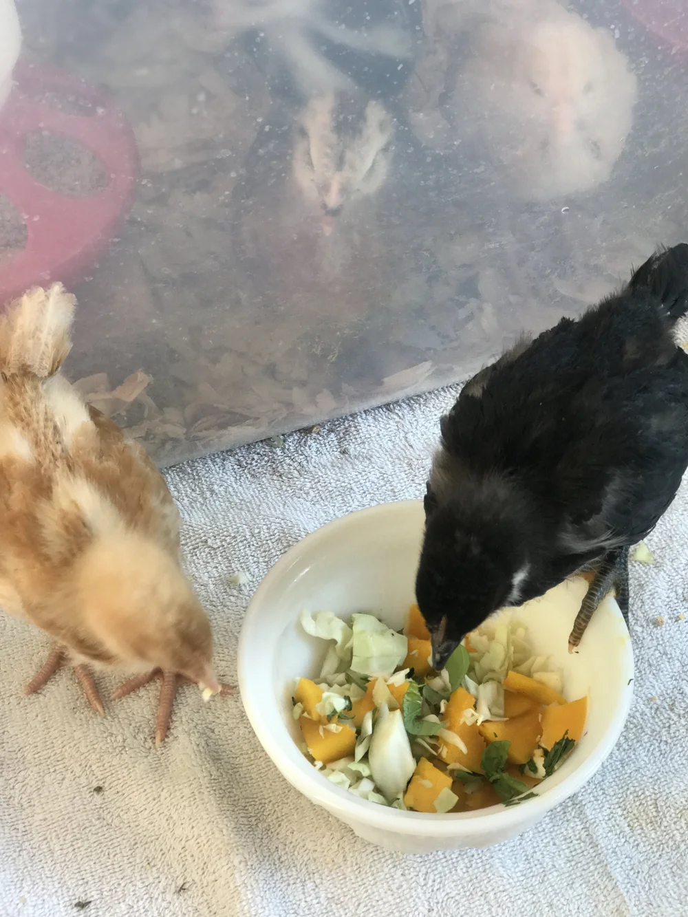 Beginners Guide to Raising Baby Chicks - Azure Farm