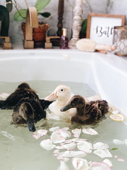 Duckling Care for Beginners - Azure Farm