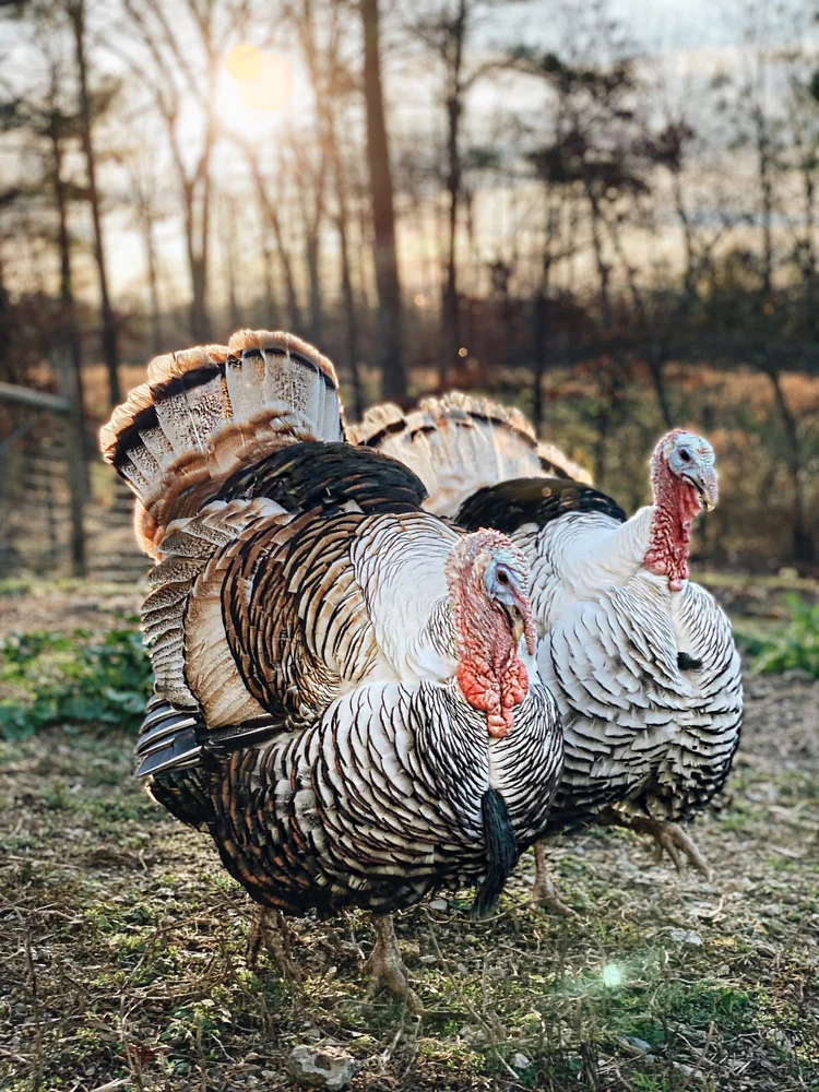 Say Yes to Turkeys - Raising Turkeys As Pets Are Great Fun! - Azure Farm