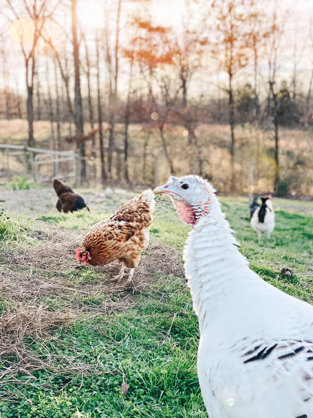 Say Yes to Turkeys - Raising Turkeys As Pets Are Great Fun! - Azure Farm