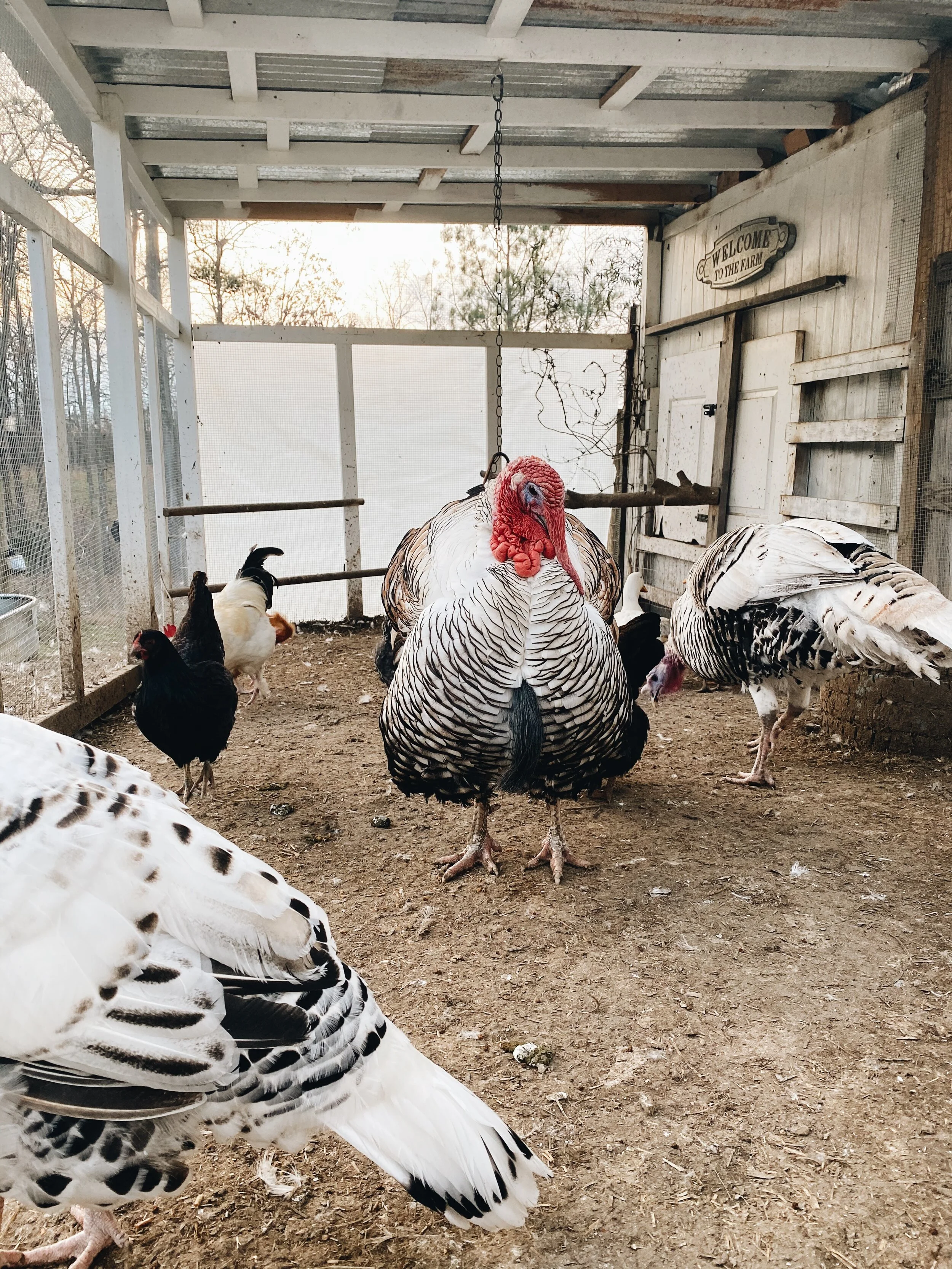 A Beginner’s Guide to Raising Turkeys