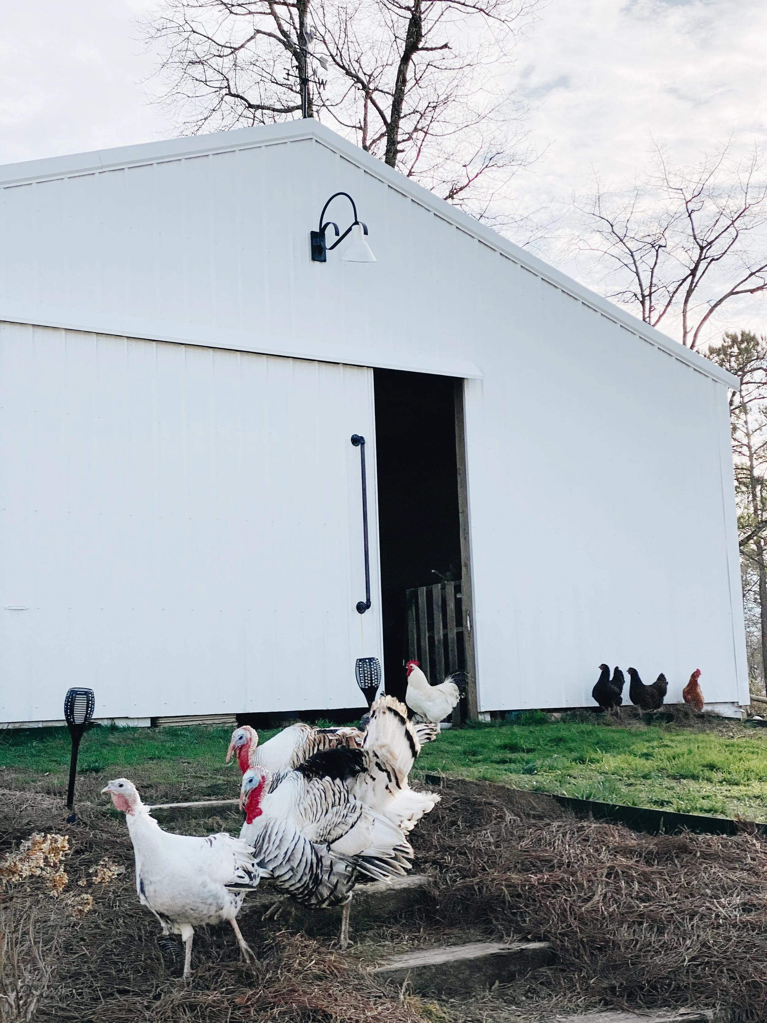 Say Yes to Turkeys - Raising Turkeys As Pets Are Great Fun! - Azure Farm