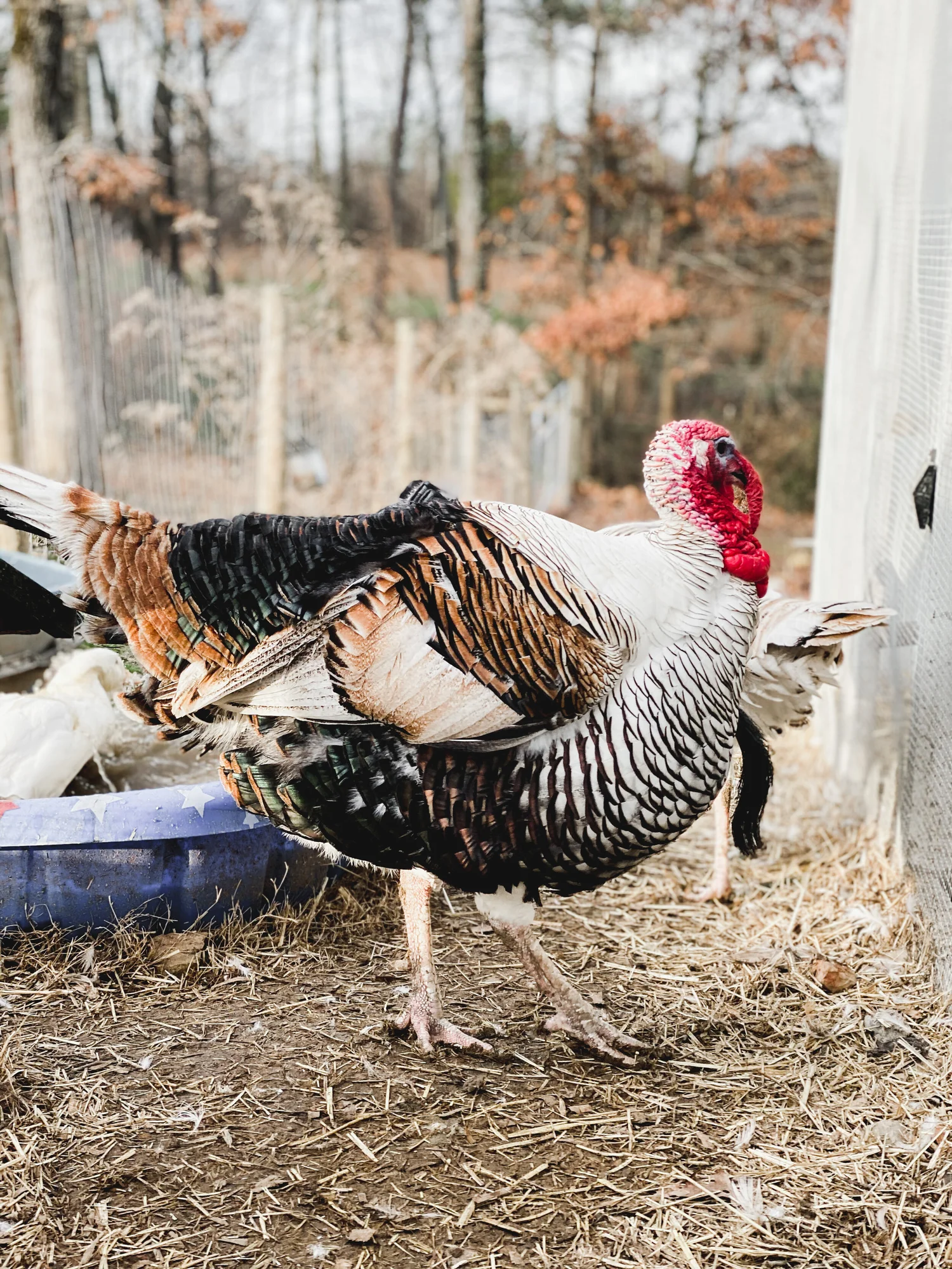 Say Yes to Turkeys - Raising Turkeys As Pets Are Great Fun! - Azure Farm