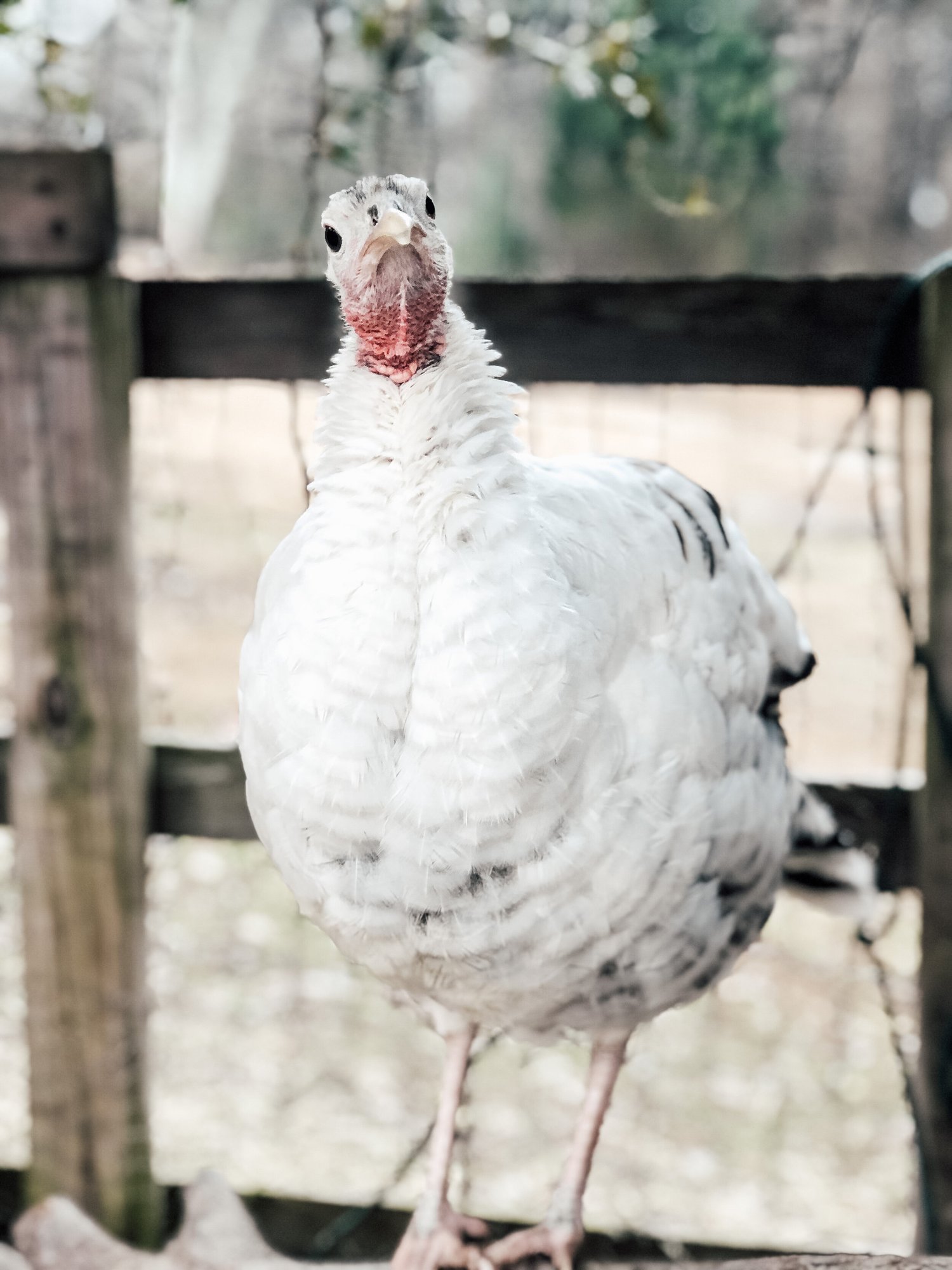 Say Yes to Turkeys - Raising Turkeys As Pets Are Great Fun! - Azure Farm