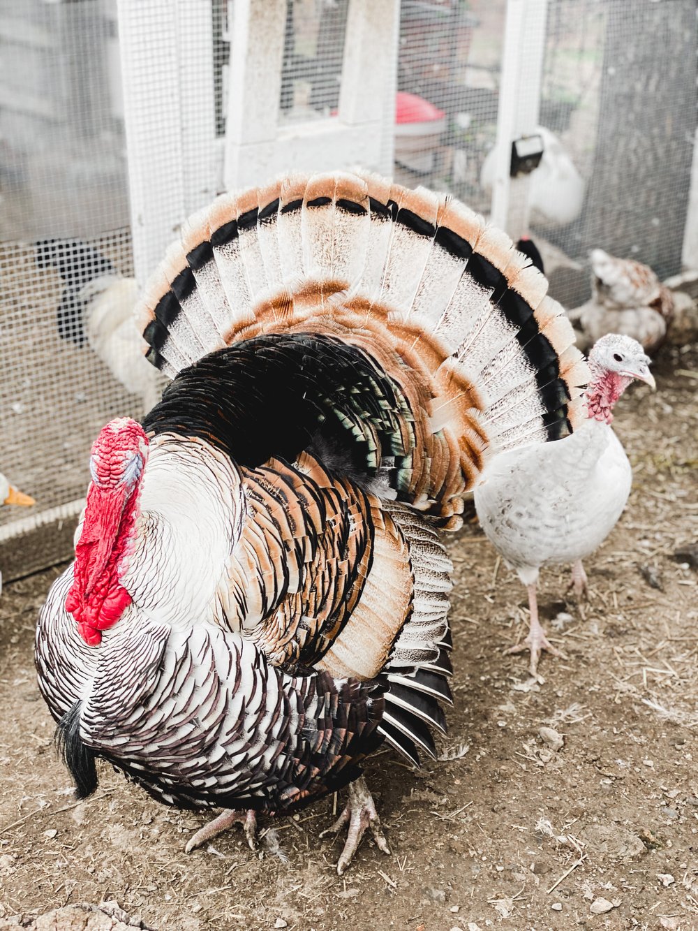 Say Yes to Turkeys - Raising Turkeys As Pets Are Great Fun! - Azure Farm