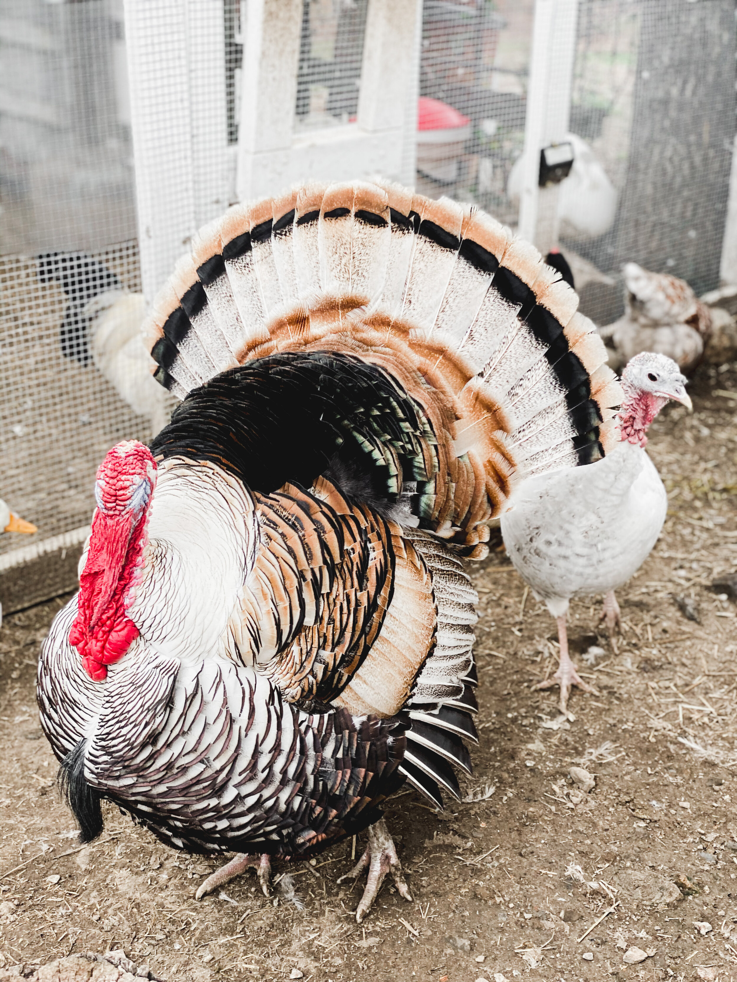 Say Yes to Turkeys - Raising Turkeys As Pets Are Great Fun! - Azure Farm
