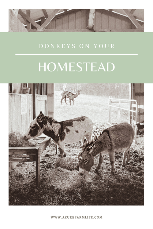 A beginners guide to caring for donkeys - all you need to know - Azure Farm