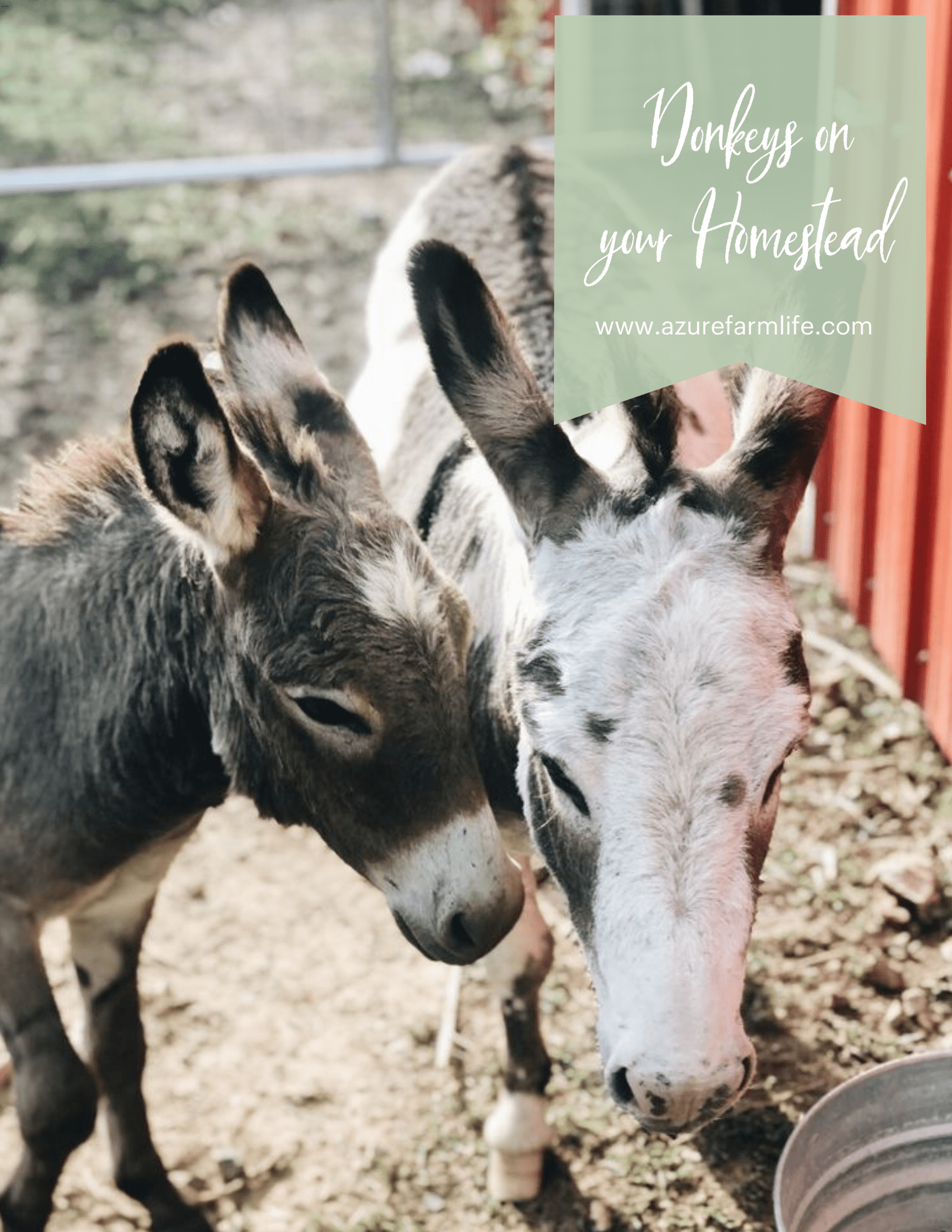 A beginners guide to caring for donkeys - all you need to know - Azure Farm