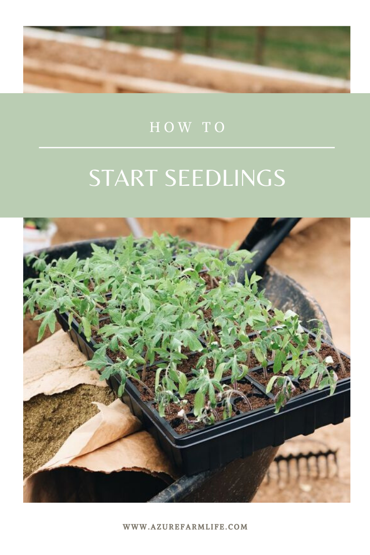 Seed Starting Tips and Tricks