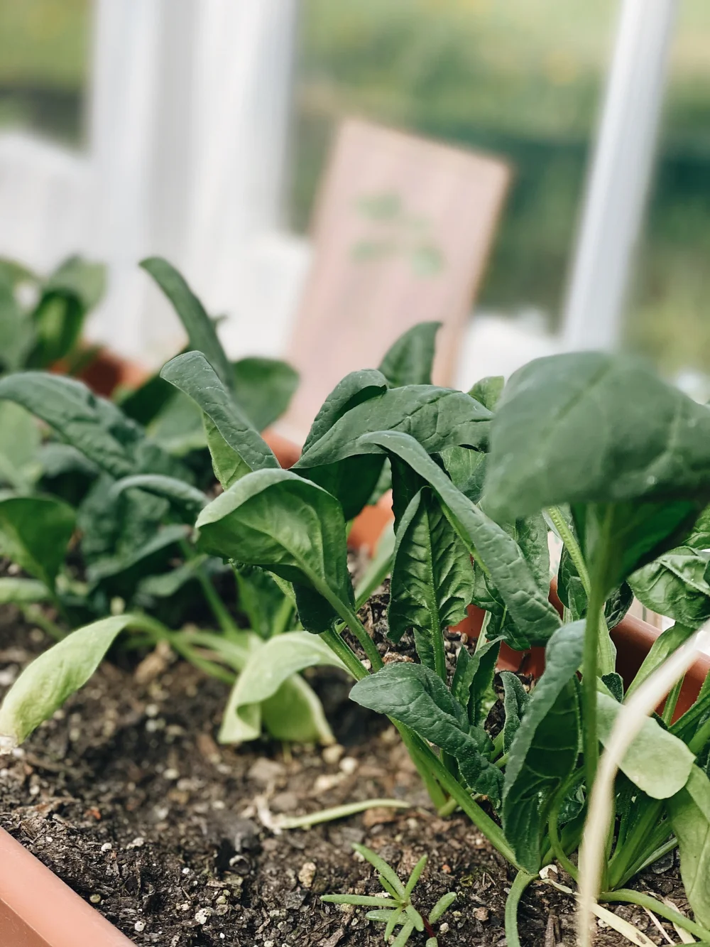 Tips on how to plan your Spring Garden