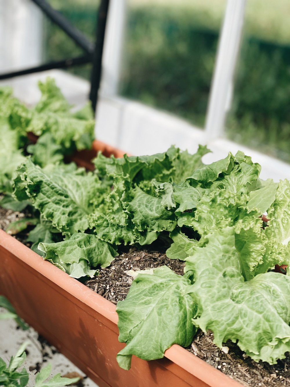 Tips on how to plan your Spring Garden