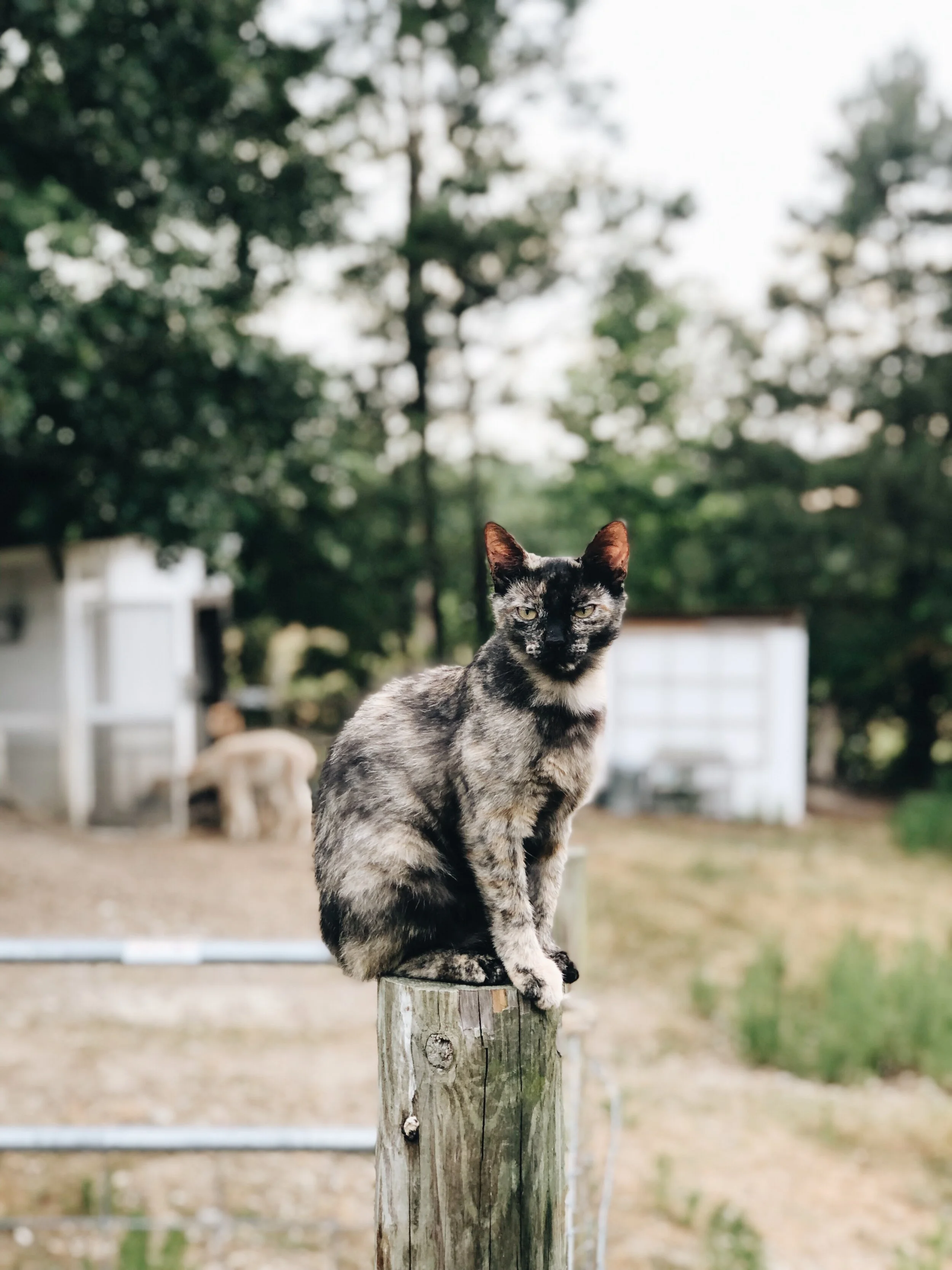 How to Raise Barn Cats