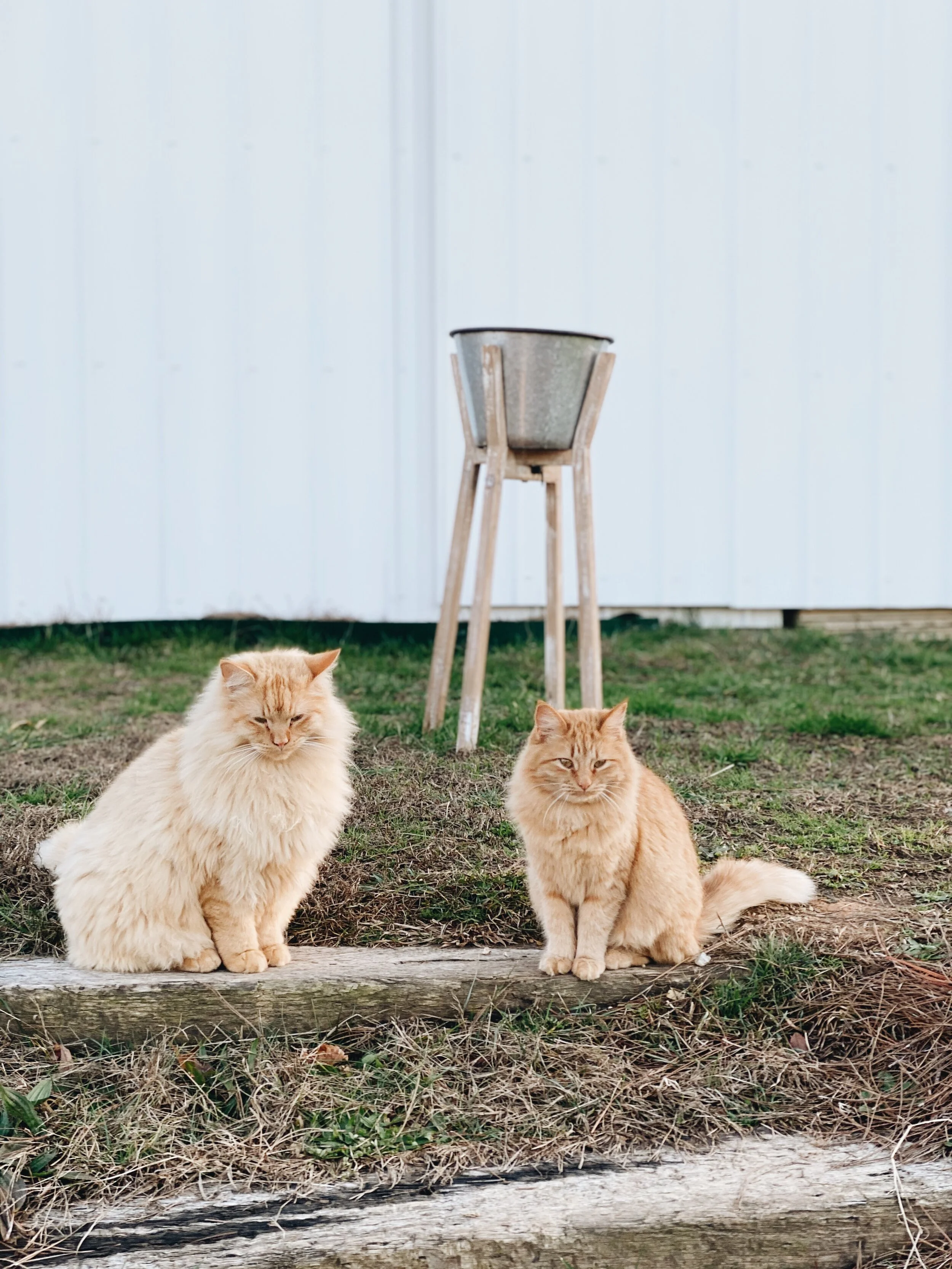 How to Raise Barn Cats