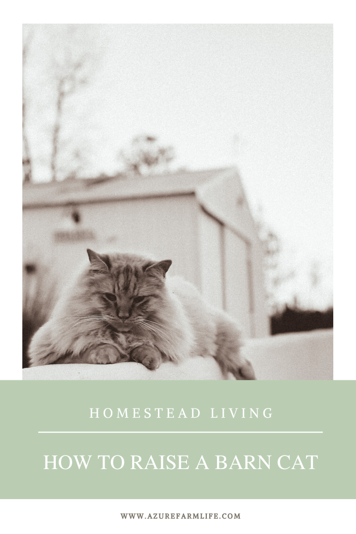 How to Raise Barn Cats