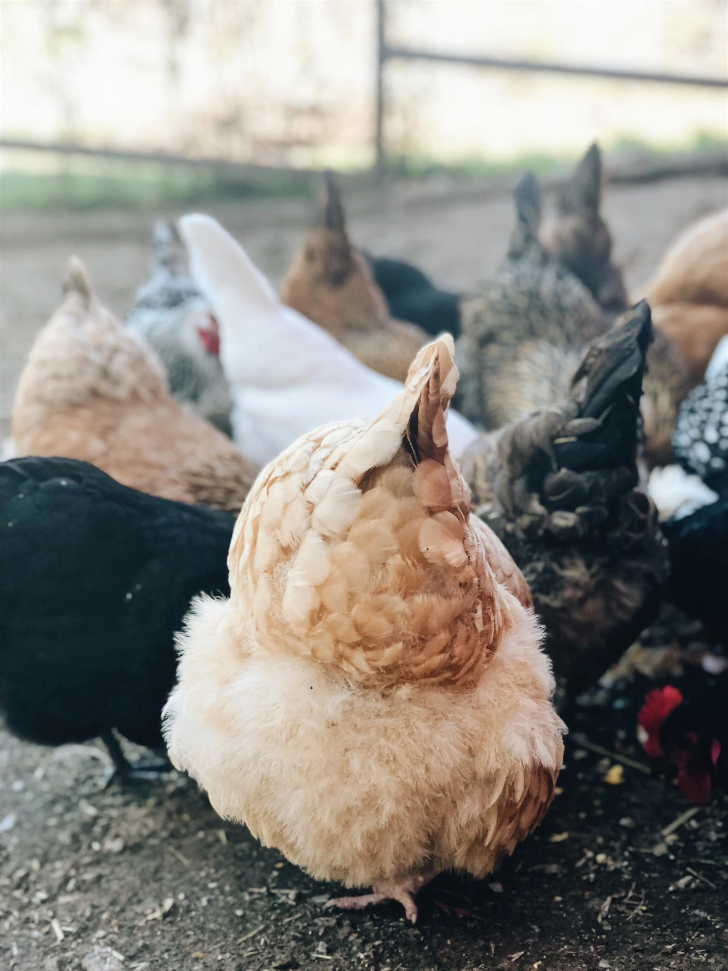 How to Integrate New Chick Into A Flock