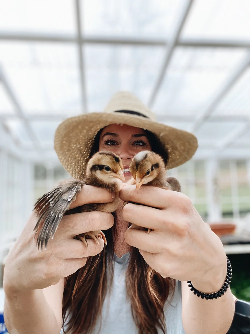 How to Integrate New Chick Into A Flock