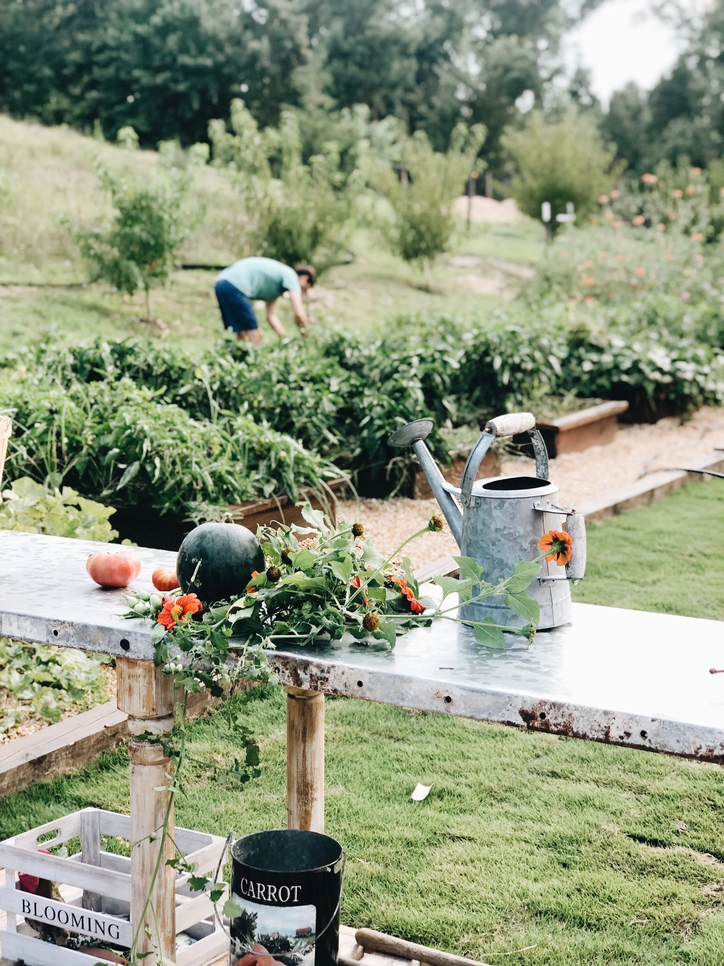 How to Fertilize your Garden
