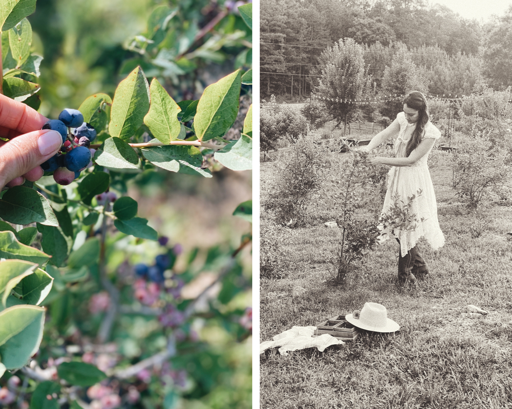 Expert Tips on How to Grow Blueberries Successfully