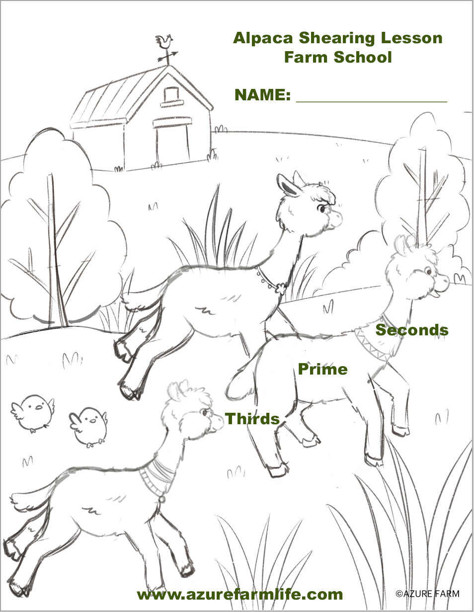 Alpaca Class with Lauren Stewart